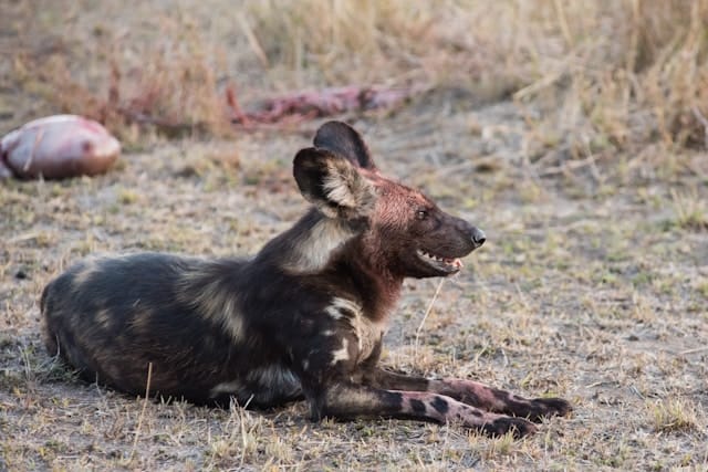 Wild or Stray? Tips on How to Identify Wild Dogs