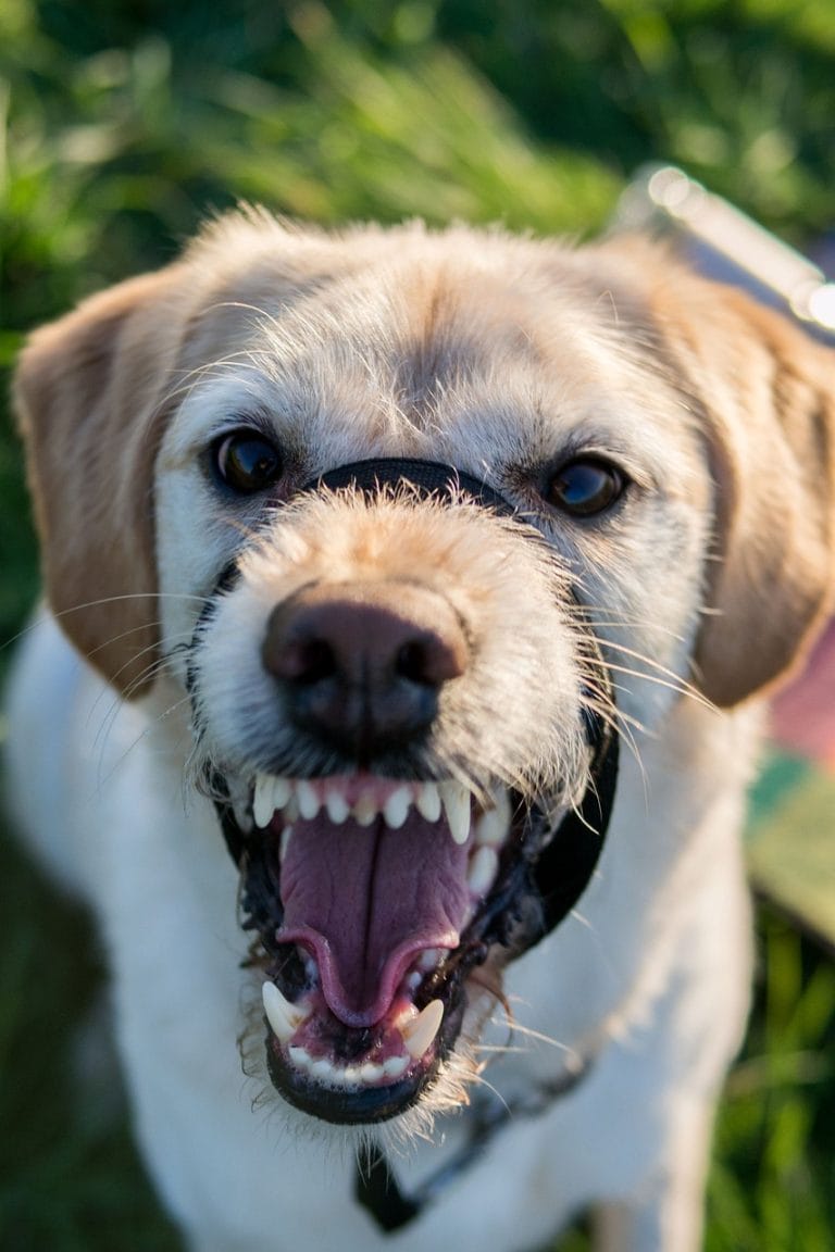 How to Correct Dog Behaviour Problems: Effective Strategies - PetPress