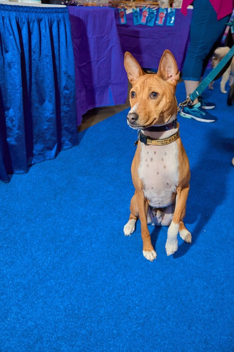 Types of Dog Shows: A Guide to Canine Competitions - PetPress