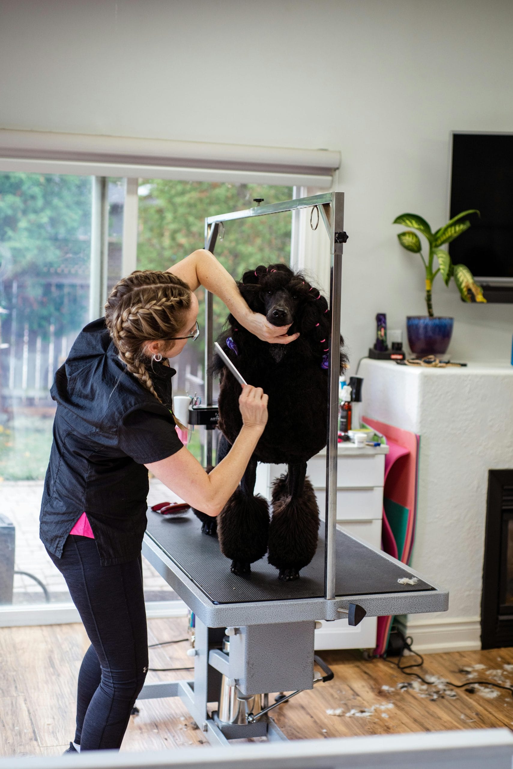 Dog Show Grooming Cost: A Guide to Pricing and Services - PetPress