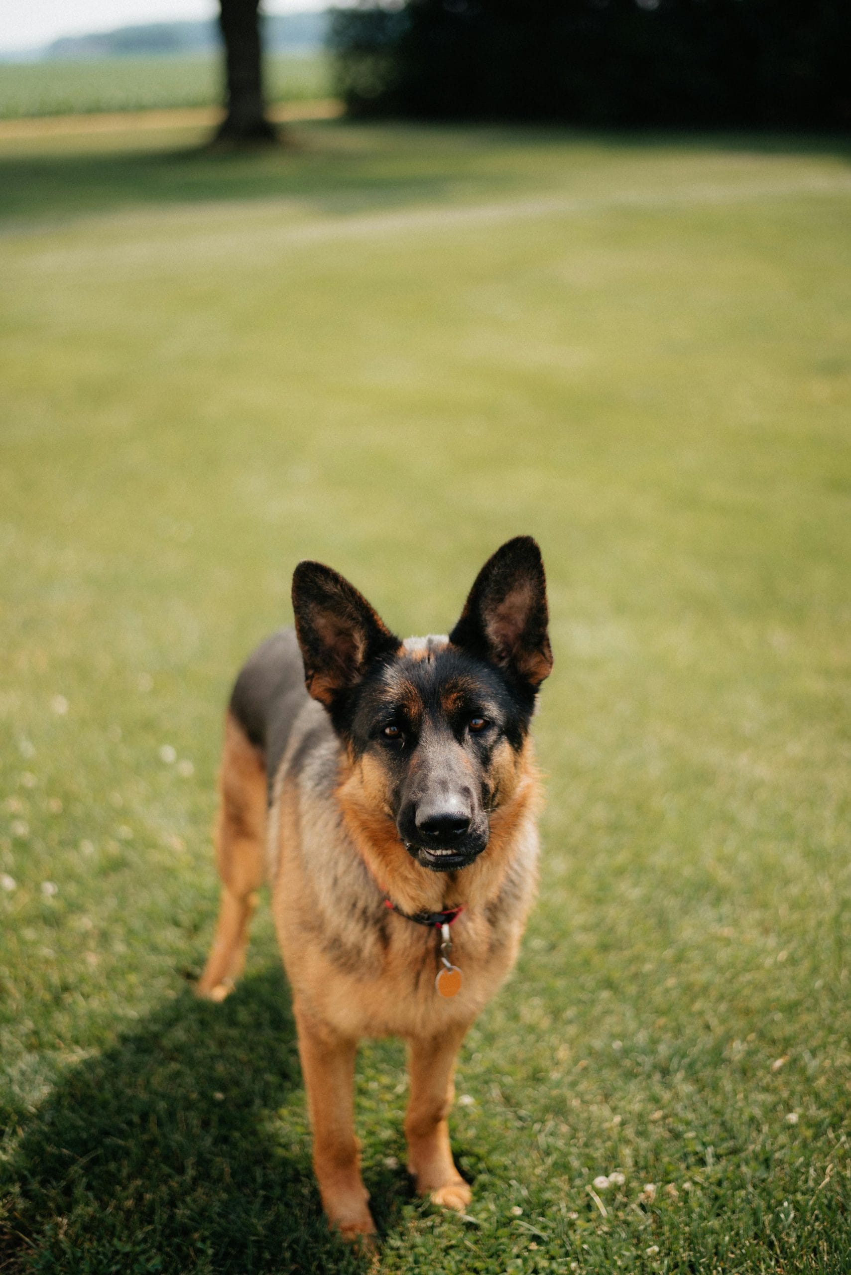 German Shepherd Day: Honoring a Beloved Canine Breed - PetPress