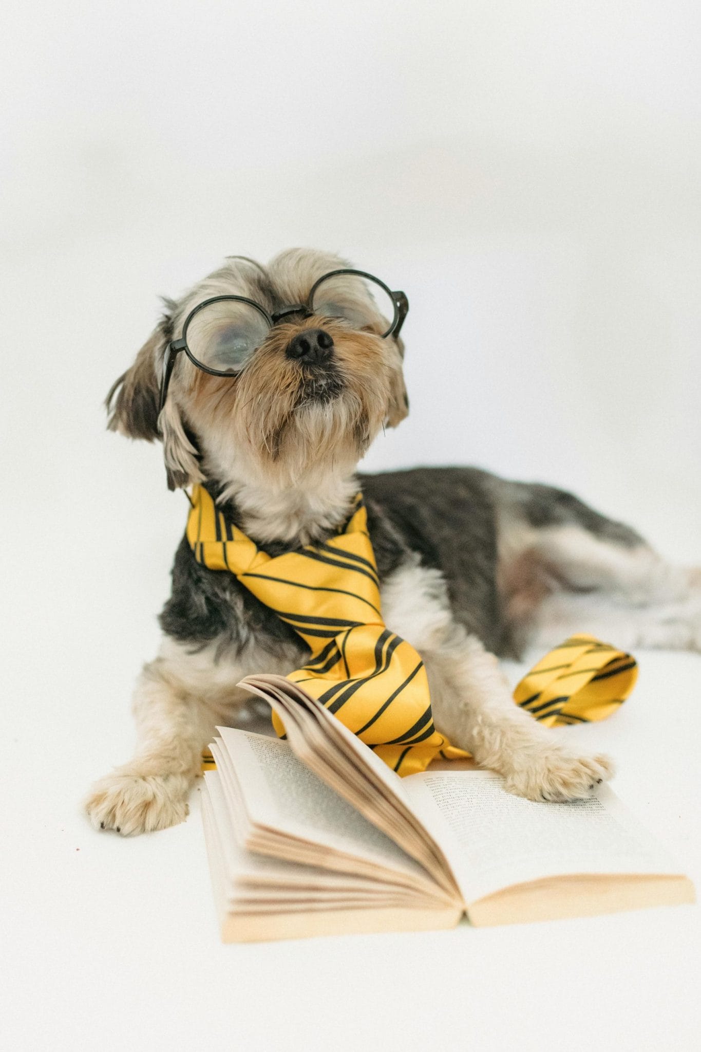 Dog Show Awards: Celebrating Canine Excellence - PetPress