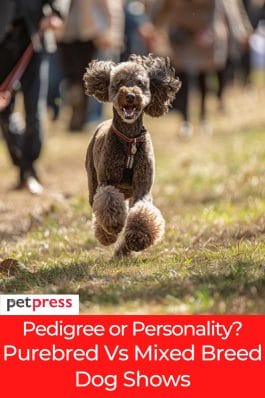 Pedigree or Personality? Purebred Vs Mixed Breed Dog Shows