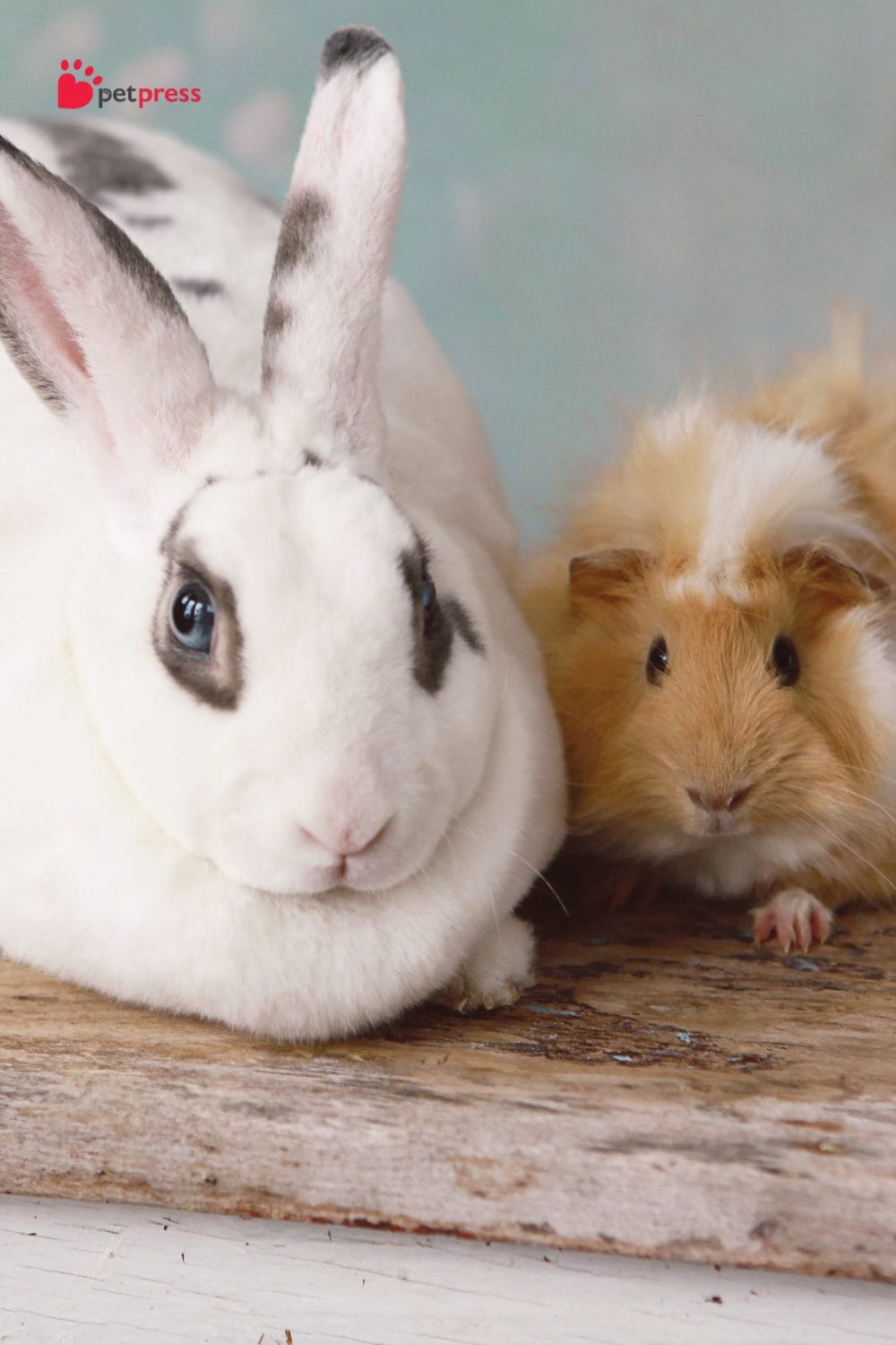 Pet Combinations for a Happy Home: The Perfect Pairs! - PetPress