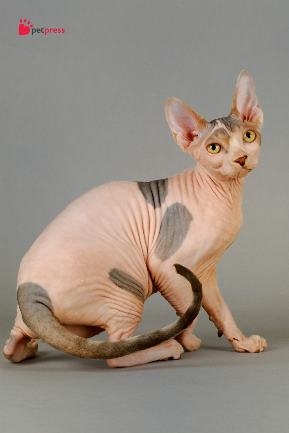 10 Beautiful Cat Breeds With Unique Coat Patterns and Colors - PetPress