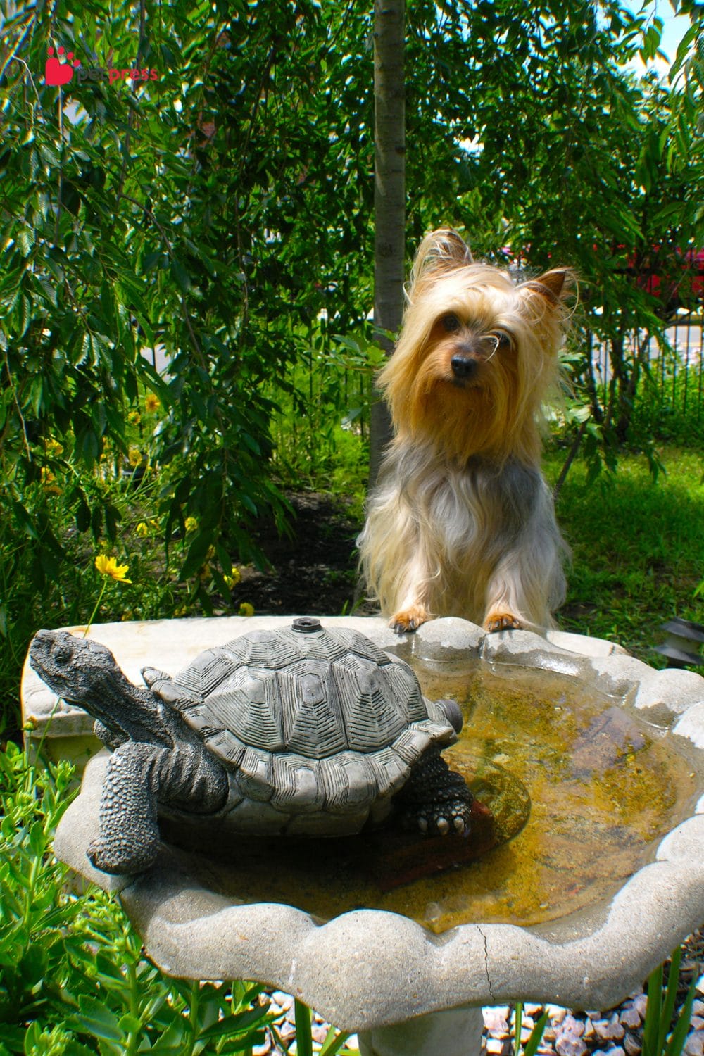 Pet Combinations for a Happy Home: The Perfect Pairs! - PetPress