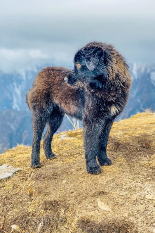 Staying Safe: How to React When Encountering Wild Dogs