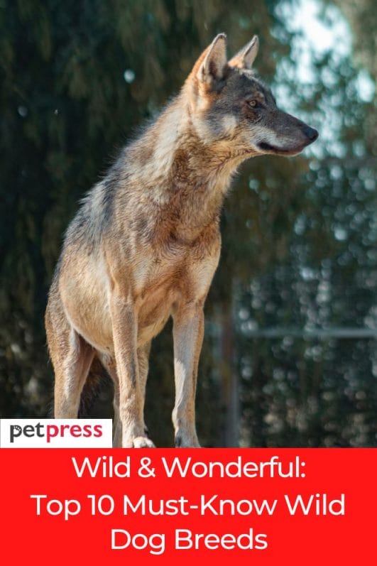 Wild & Wonderful: Top 10 Must-Know Wild Dog Breeds