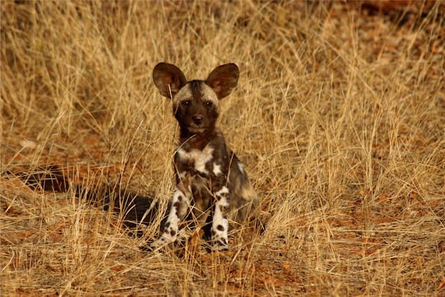 Unleashing the Truth: Debunking 4 Wild Dog Myths