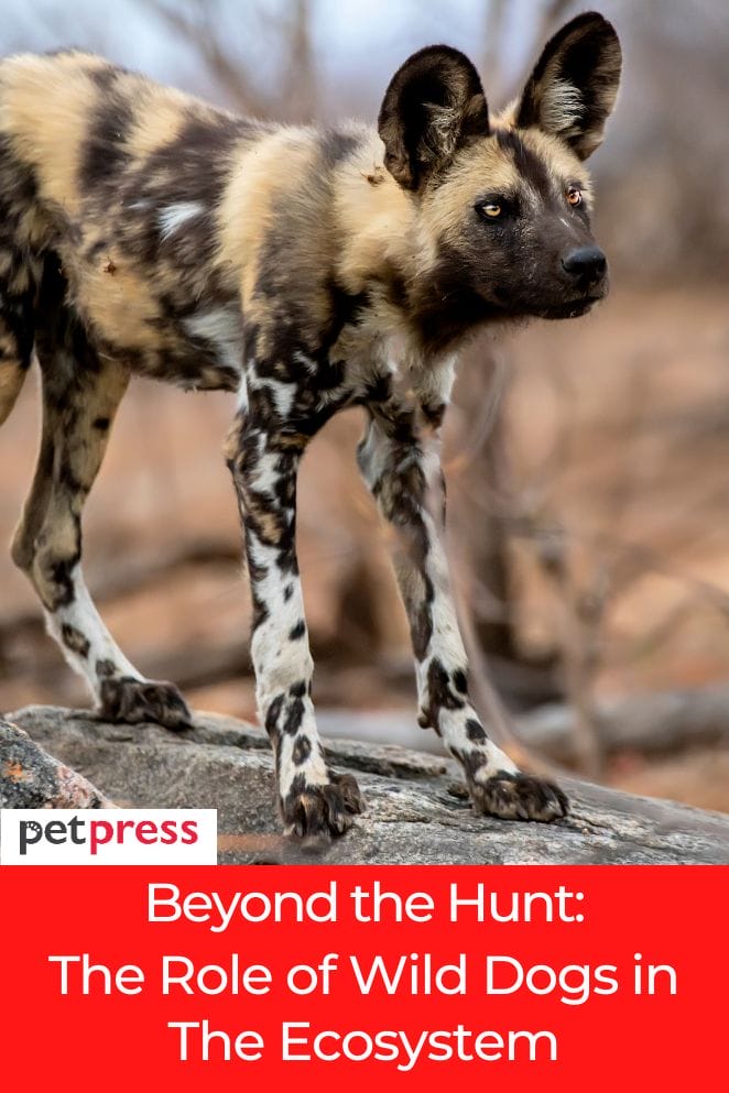 Beyond the Hunt: The Role of Wild Dogs in The Ecosystem