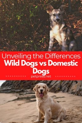 Unveiling the Differences: Wild Dogs vs Domestic Dogs