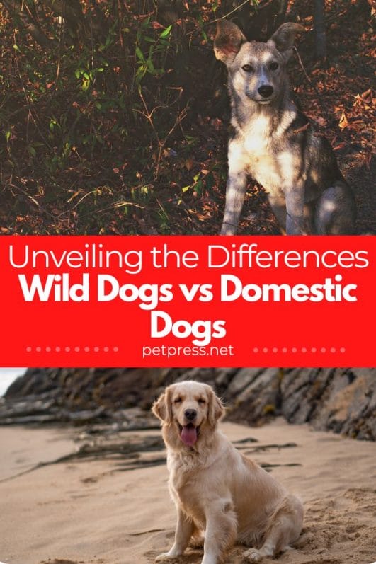 Unveiling the Differences: Wild Dogs vs Domestic Dogs