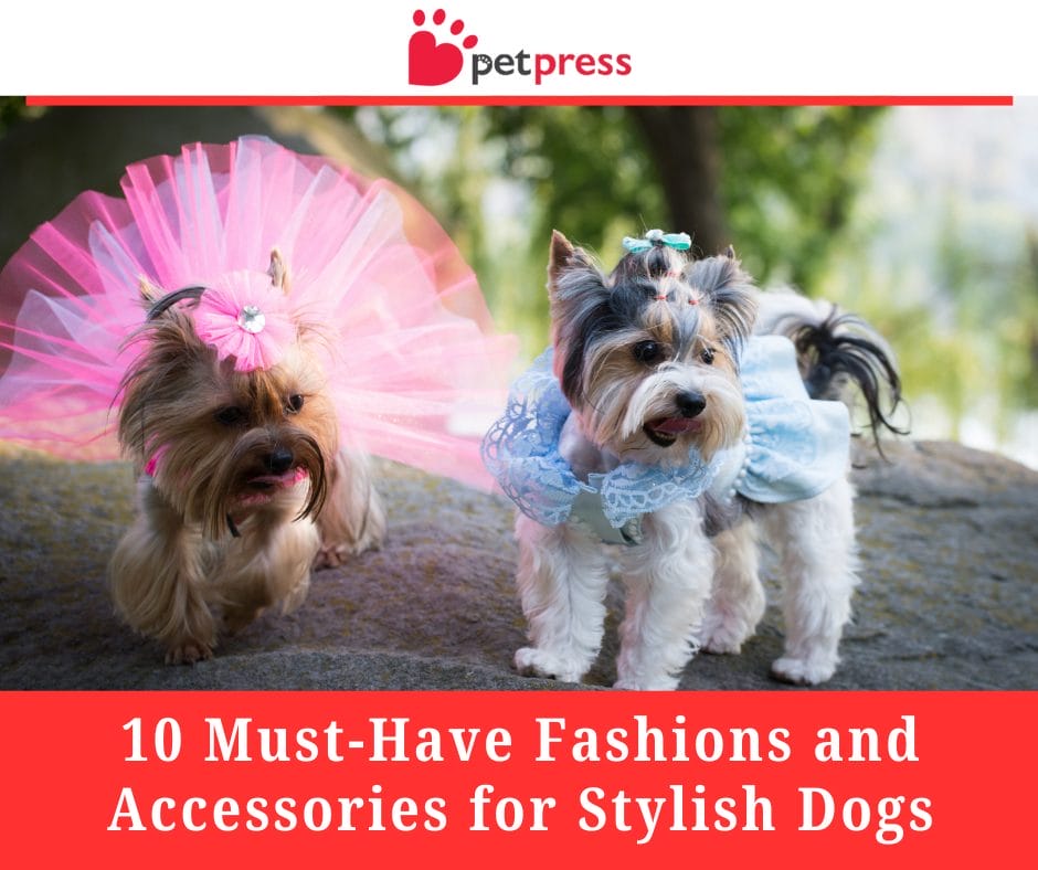 10 Must-Have Fashions and Accessories for Stylish Dogs - PetPress