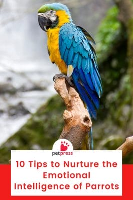 10 Tips to Nurture the Emotional Intelligence of Parrots - PetPress