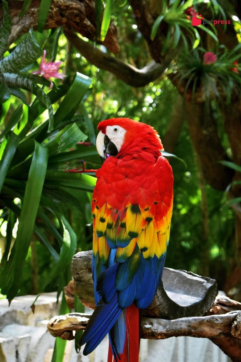 10 Tips to Nurture the Emotional Intelligence of Parrots - PetPress
