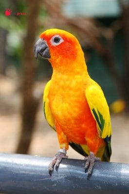 10 Tips to Nurture the Emotional Intelligence of Parrots - PetPress