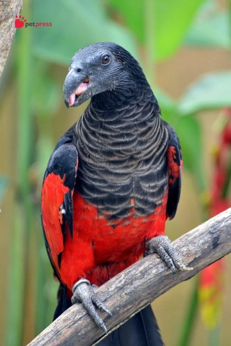 10 Tips to Nurture the Emotional Intelligence of Parrots - PetPress