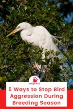 5 Ways to Stop Bird Aggression During Breeding Season - PetPress