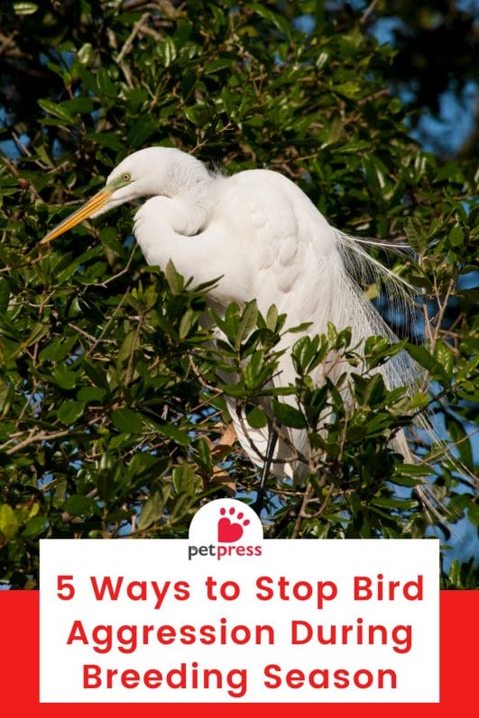 5 Ways to Stop Bird Aggression During Breeding Season - PetPress