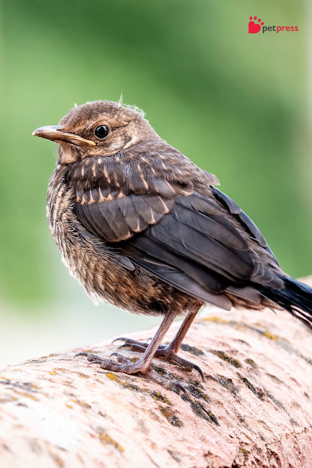 5 Ways to Stop Bird Aggression During Breeding Season - PetPress