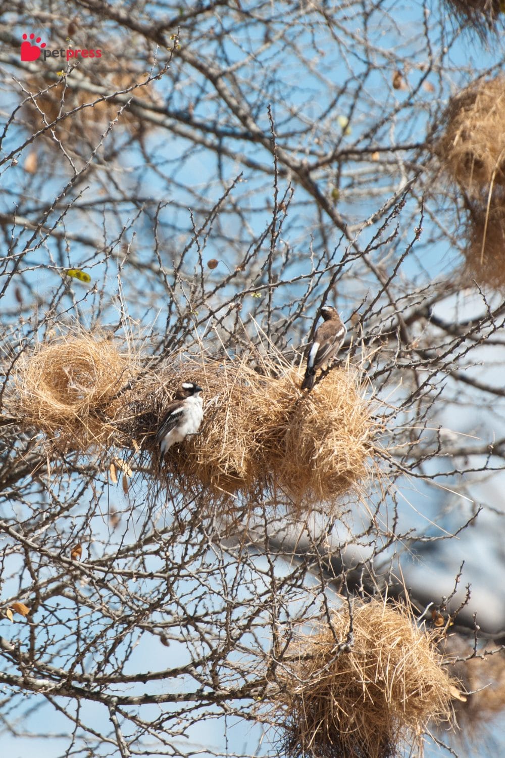 5 Ways to Stop Bird Aggression During Breeding Season - PetPress