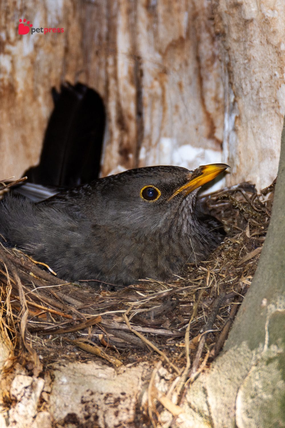 5 Ways to Stop Bird Aggression During Breeding Season - PetPress
