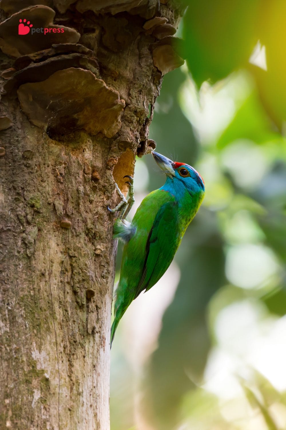 5 Ways to Stop Bird Aggression During Breeding Season - PetPress