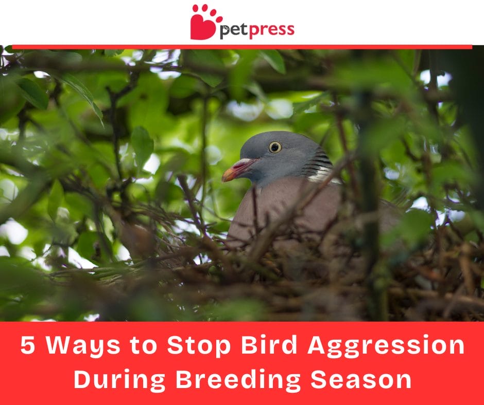 5 Ways to Stop Bird Aggression During Breeding Season - PetPress