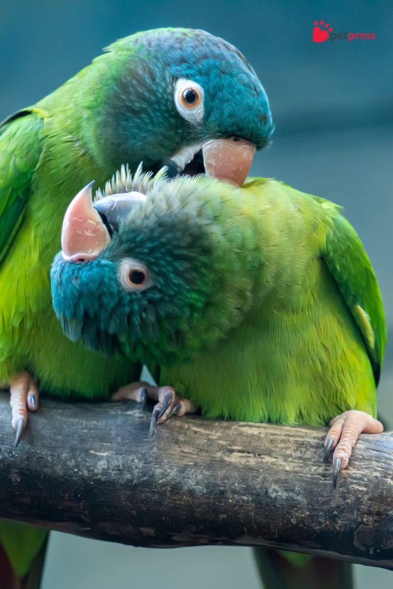 Adopting an Exotic Bird: Your Ultimate Guide From the Pros - PetPress