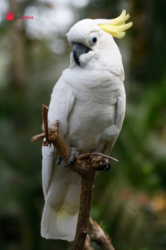 Adopting an Exotic Bird: Your Ultimate Guide From the Pros - PetPress