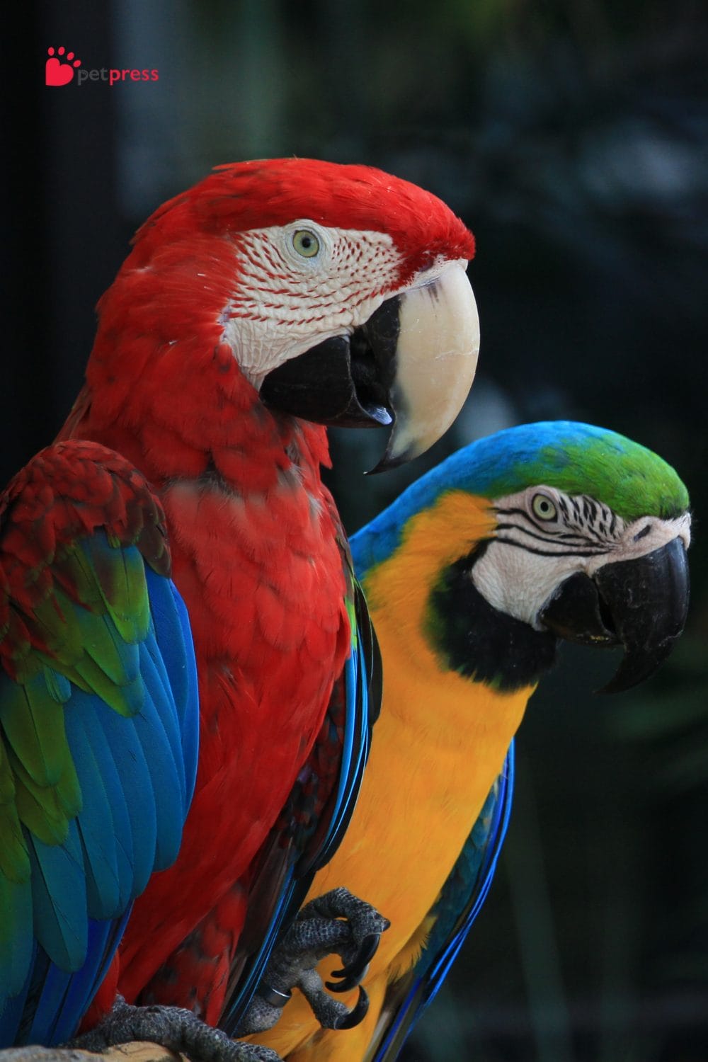 Adopting an Exotic Bird: Your Ultimate Guide From the Pros - PetPress