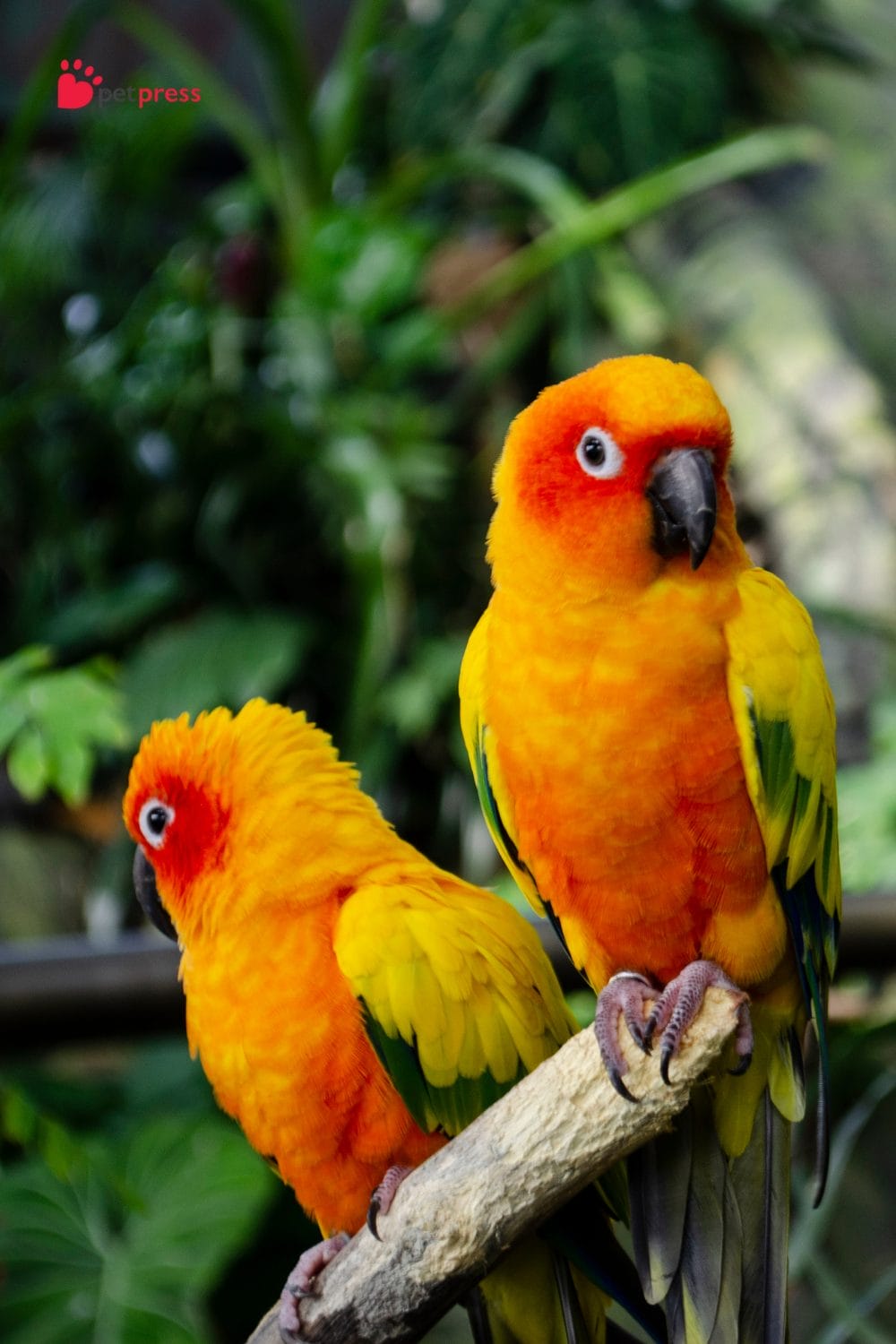 Adopting an Exotic Bird: Your Ultimate Guide From the Pros - PetPress
