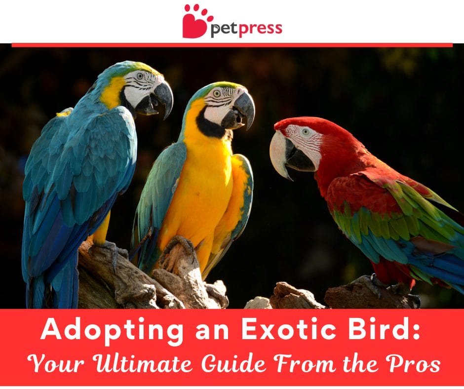 Adopting an Exotic Bird: Your Ultimate Guide From the Pros - PetPress