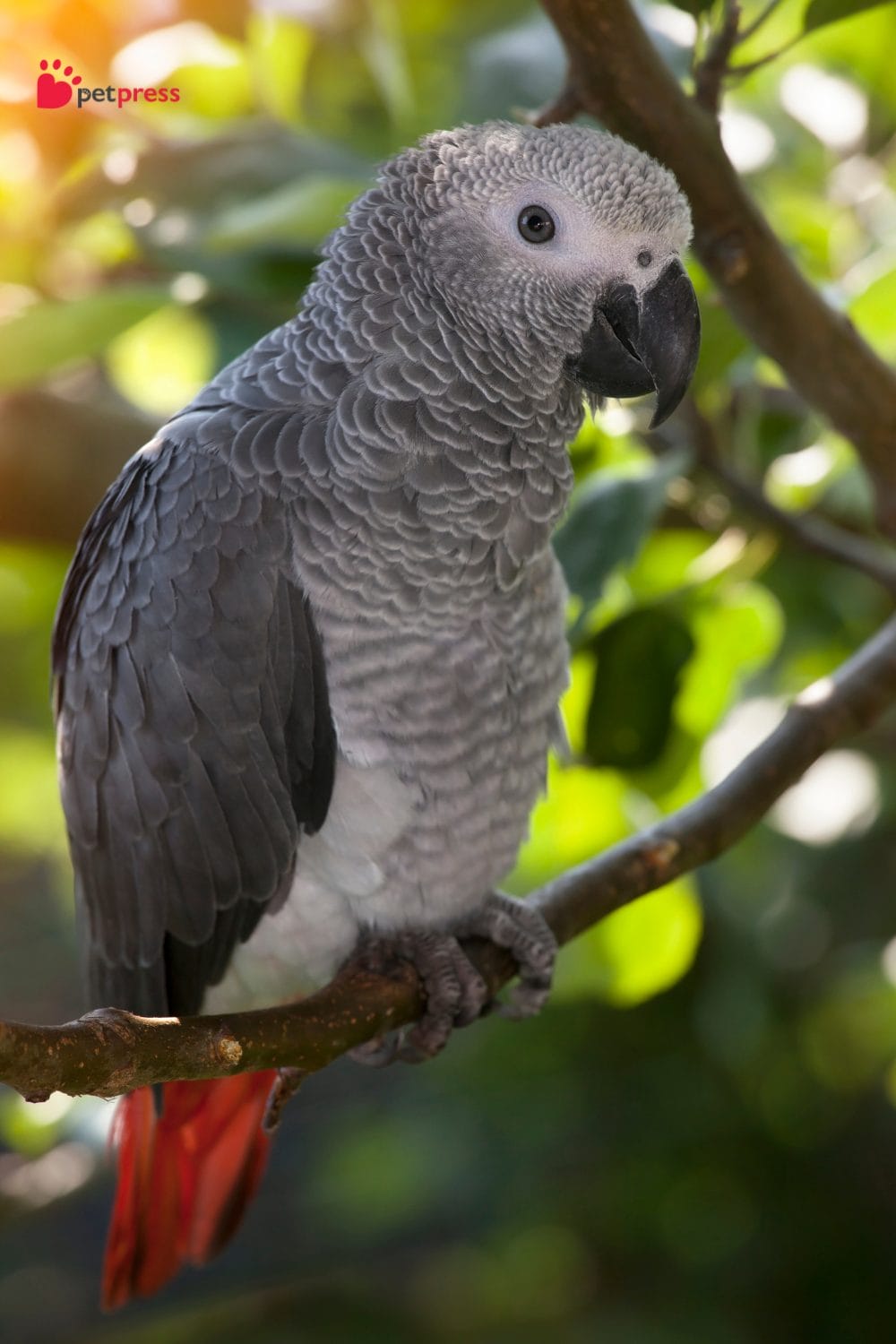 African Grey Parrot: What Makes It Unique? - PetPress