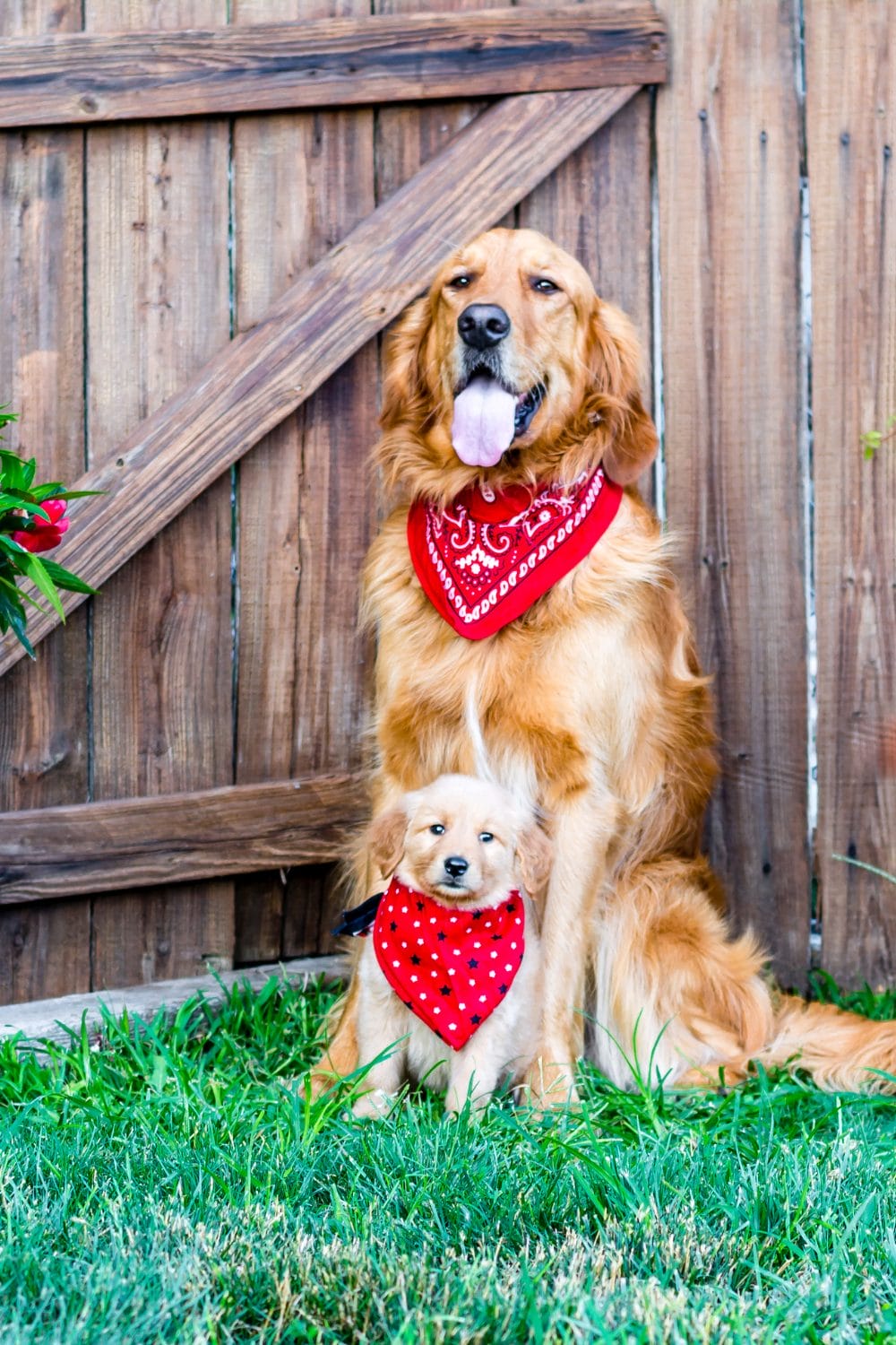 10 Must-Have Fashions and Accessories for Stylish Dogs - PetPress