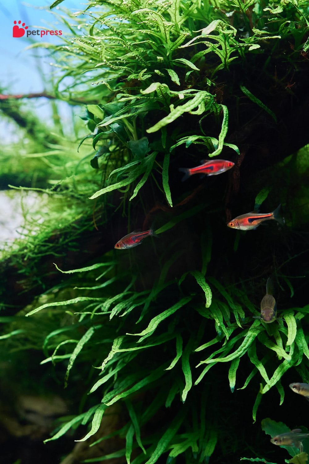 The Best Plant Options for Fish Tanks and Their Benefits - PetPress