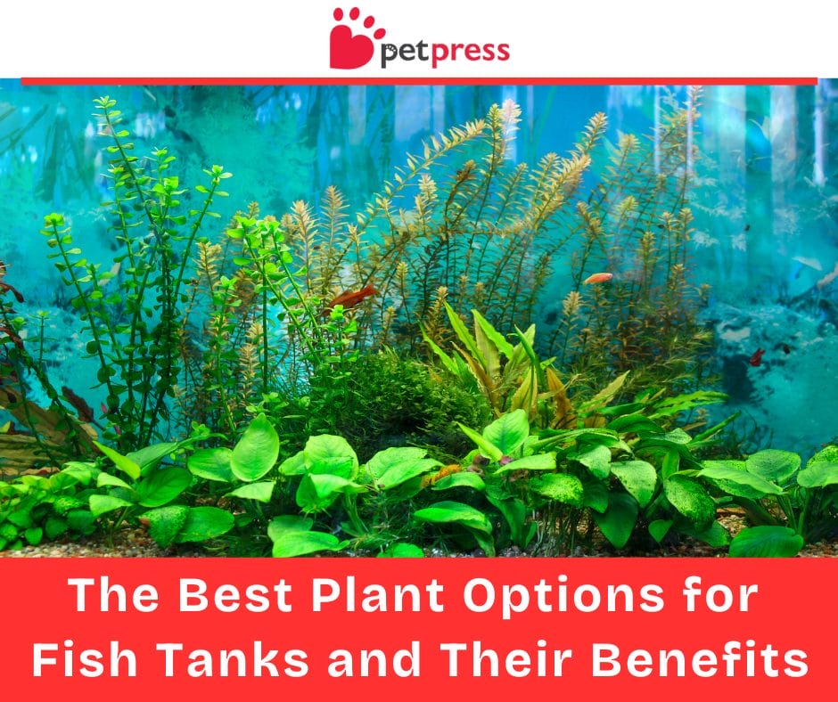 The Best Plant Options for Fish Tanks and Their Benefits - PetPress