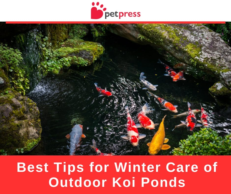 Best Tips for Winter Care of Outdoor Koi Ponds - PetPress