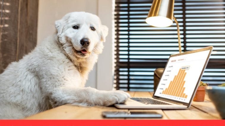Best 20+ Dogs Working From Home Memes List - PetPress