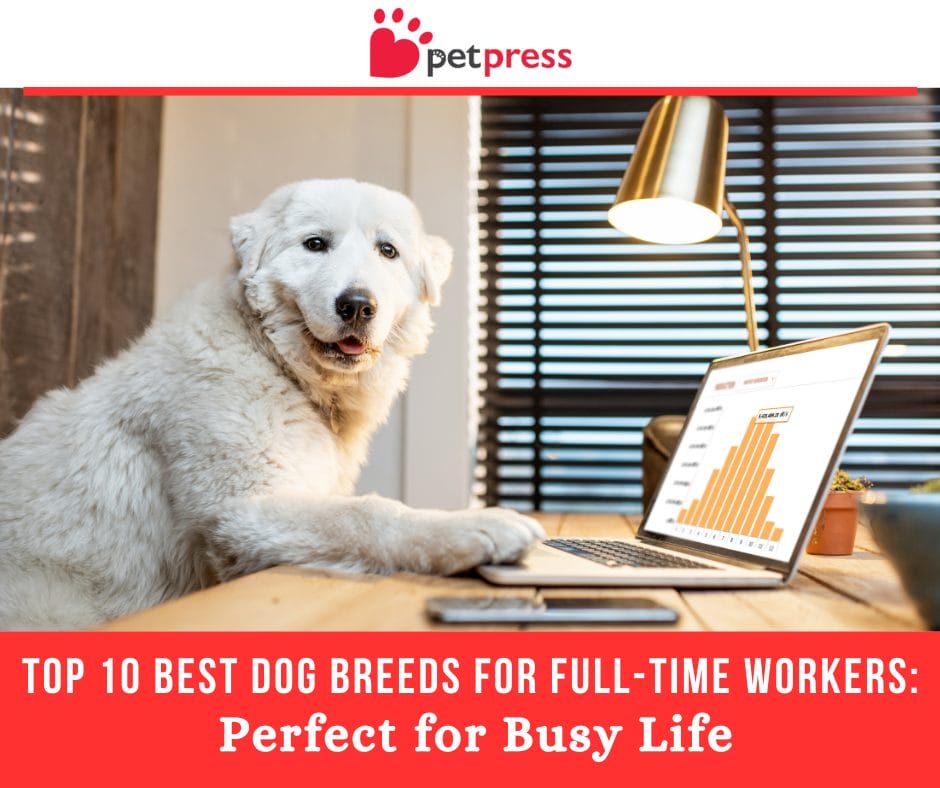 Top 10 Best Dog Breeds for Full-Time Workers with Busy Life