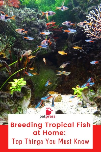 Breeding Tropical Fish at Home: Top Things You Must Know - PetPress