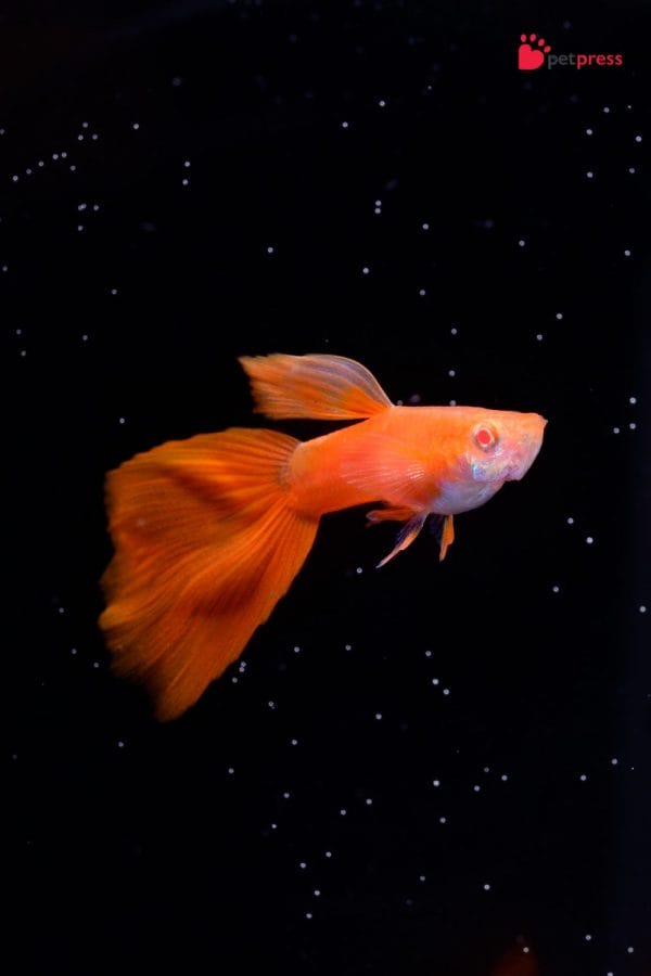Breeding Tropical Fish at Home: Top Things You Must Know - PetPress