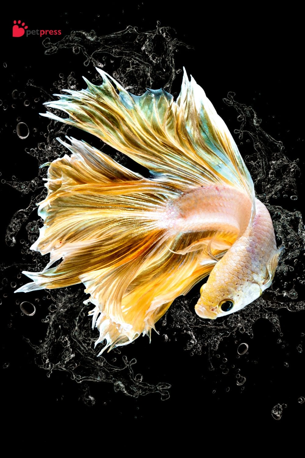 Breeding Tropical Fish at Home: Top Things You Must Know - PetPress