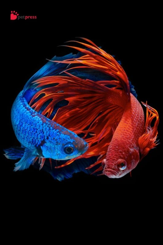 Breeding Tropical Fish at Home: Top Things You Must Know - PetPress