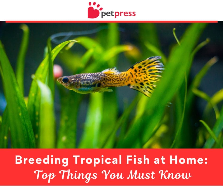 Breeding Tropical Fish at Home: Top Things You Must Know - PetPress