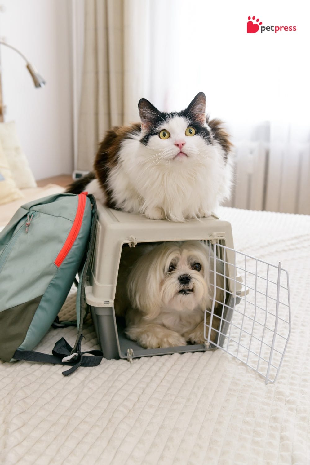 Buying a Pet Carrier for Travel: What You Must Consider? - PetPress