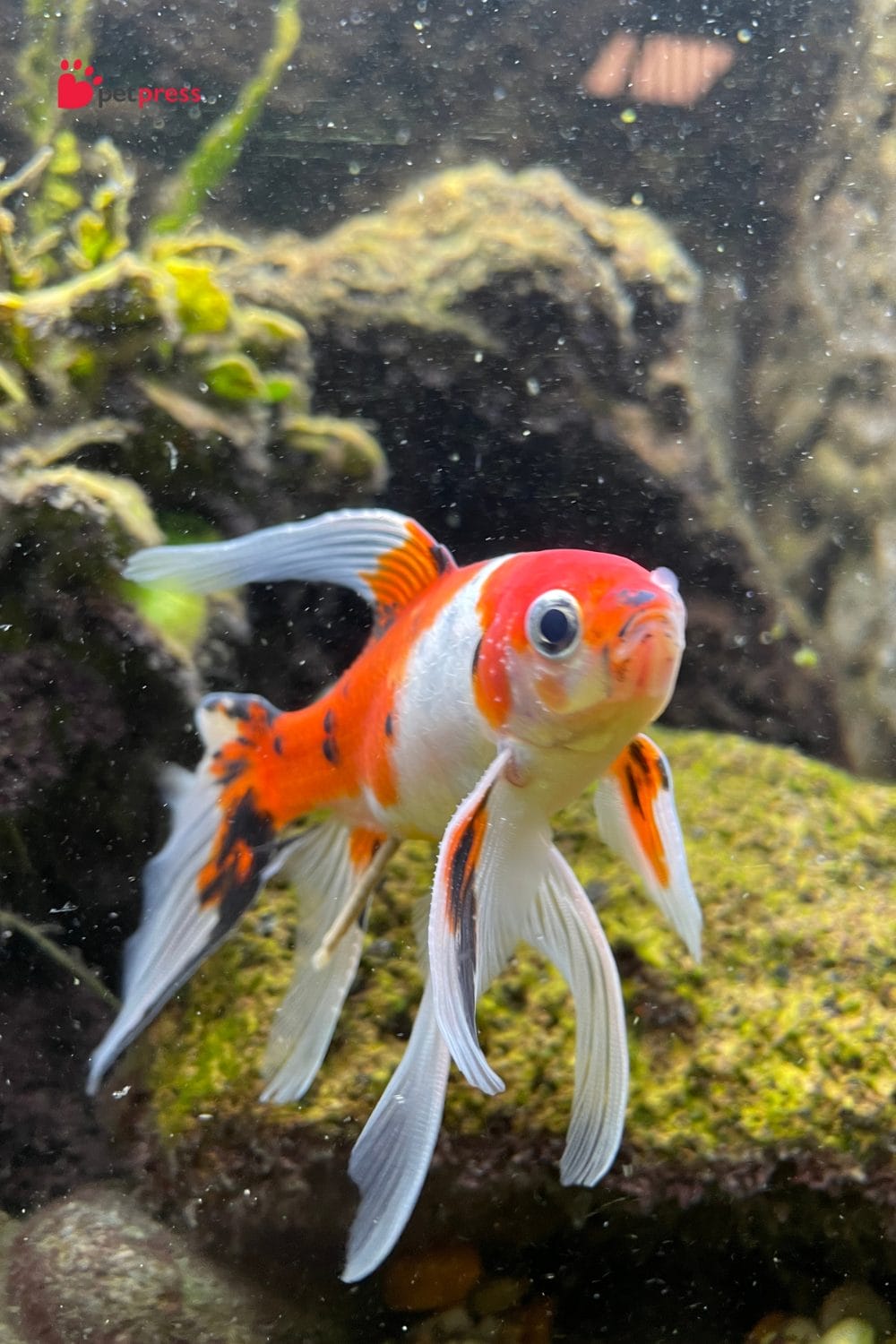 Caring for Your First Aquarium Fish: A Comprehensive Guide - PetPress