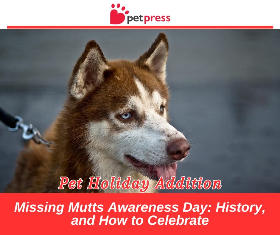 Missing Mutts Awareness Day: History, and How to Celebrate - PetPress Missing Mutts Awareness Day: History, and How to Celebrate - PetPress
