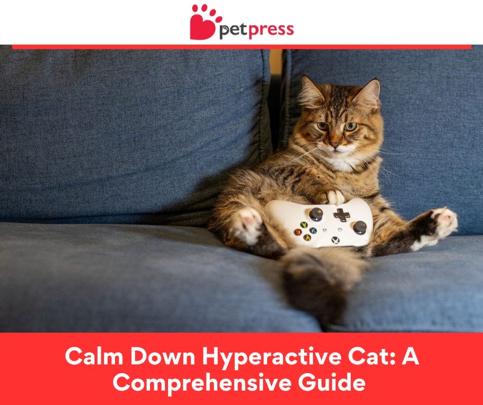 Calm Down Hyperactive Cat: A Comprehensive Guide - PetPress