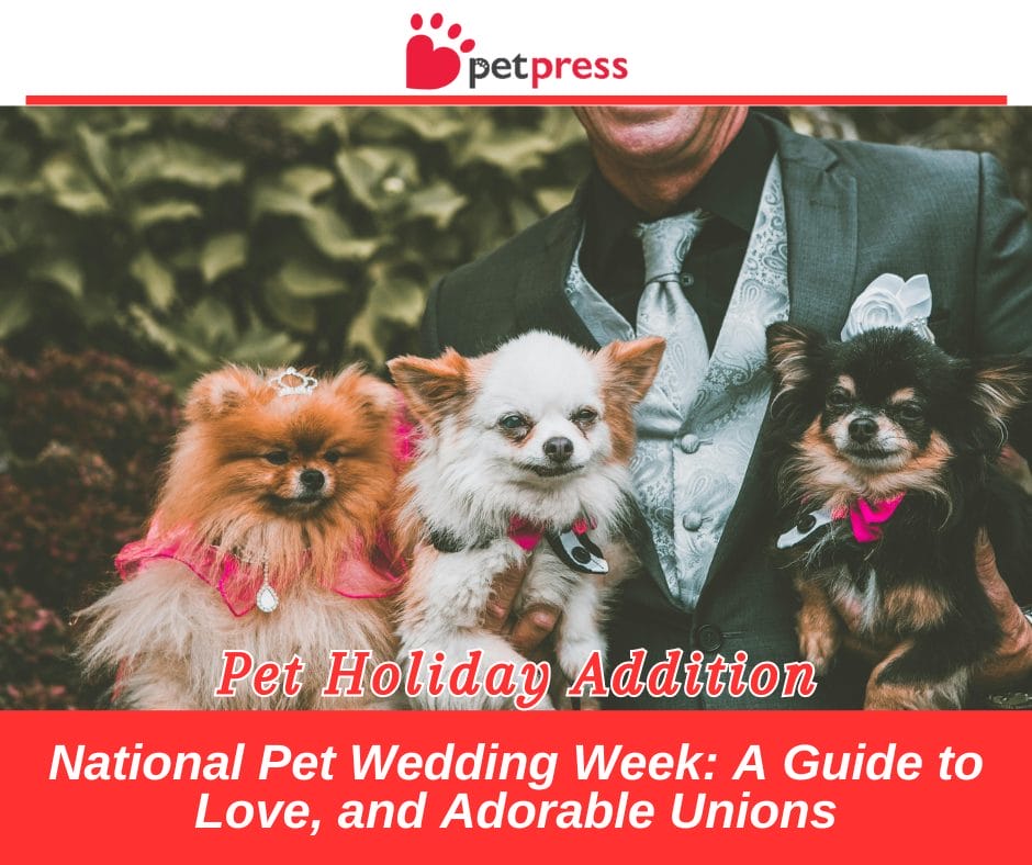 National Pet Wedding Week: A Guide to Love, and Adorable Unions - PetPress